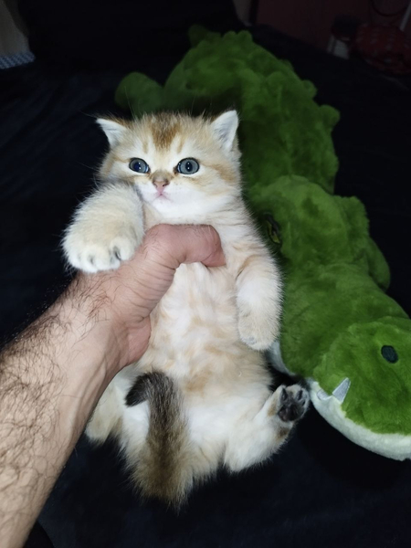 Британец котёнок