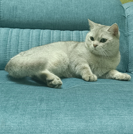 Чистокровная шотландская вислоухая / Scottish fold