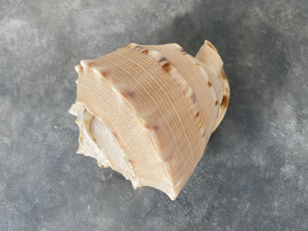 Продам натуральную морскую ракушку