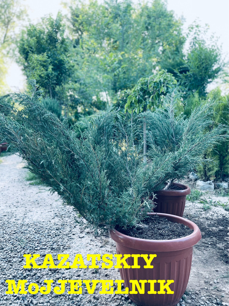 Manzarali darxtlar archa kochatlar