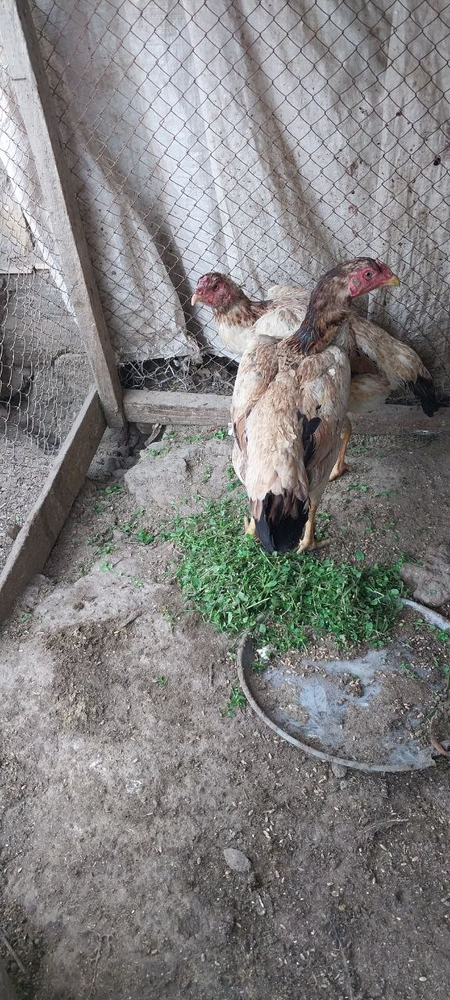 Turk chisti qoni toza kulangilar sotuvda tuxumda