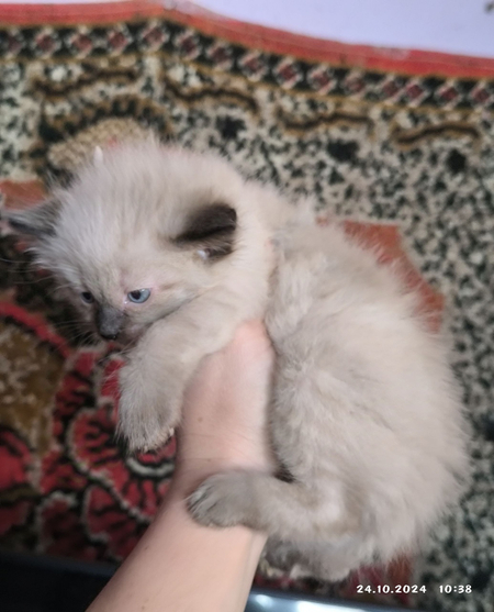 Продаются красивые котята! Породы Былинез