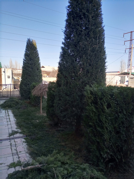 Archa kesish xizmati!