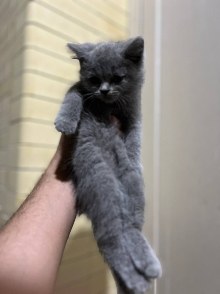 Продойотся чистокровние котята страйт