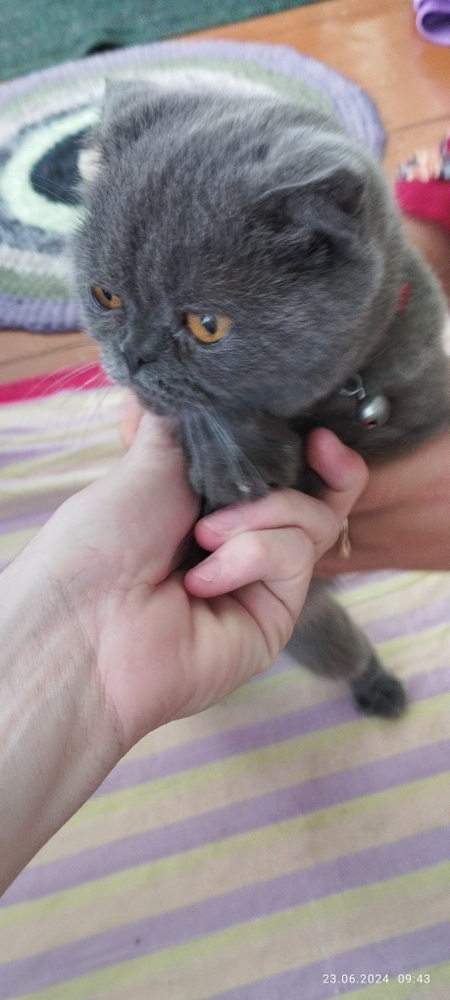 Скотш фолд сотилади