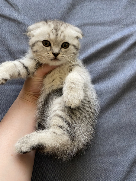 Скотиш фолд