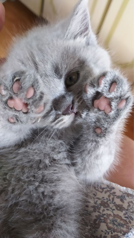 котята фолд и страйт