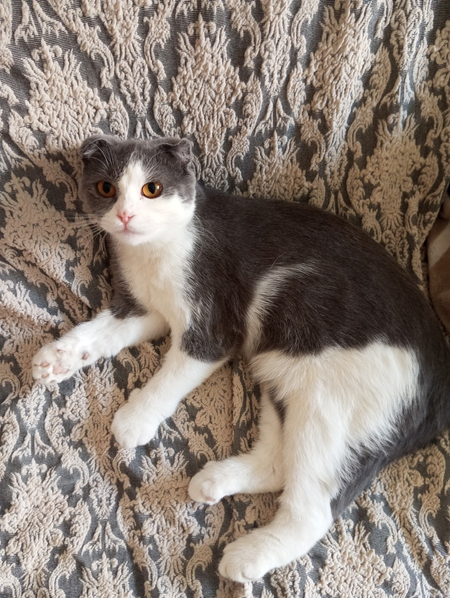 Продаю вислоухого котенка