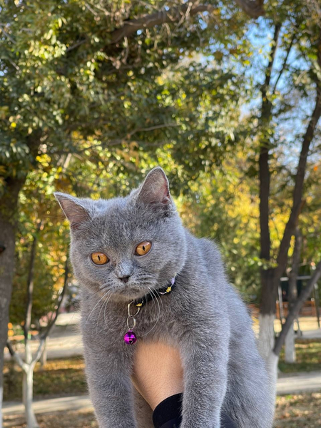 Скоттиш Страйт Продаётся