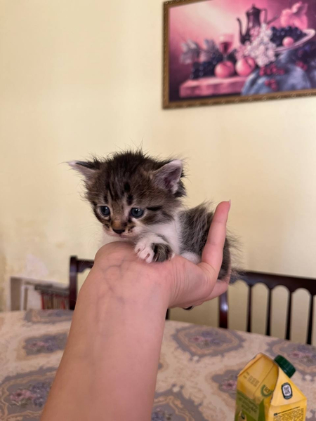 Отдам котят в добрые руки