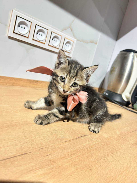 Котята (1,5 месяца) Девочки