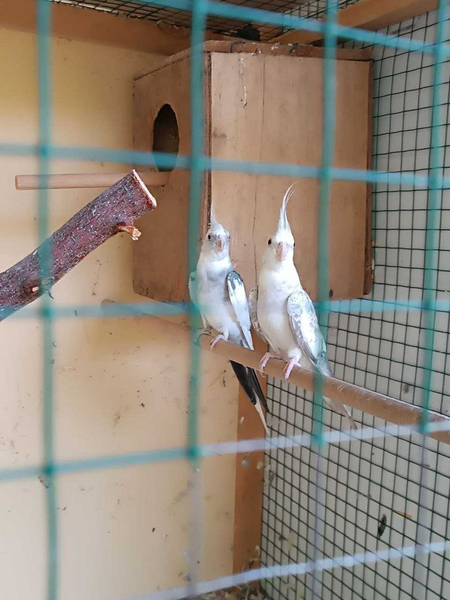Пакистанские кореллы