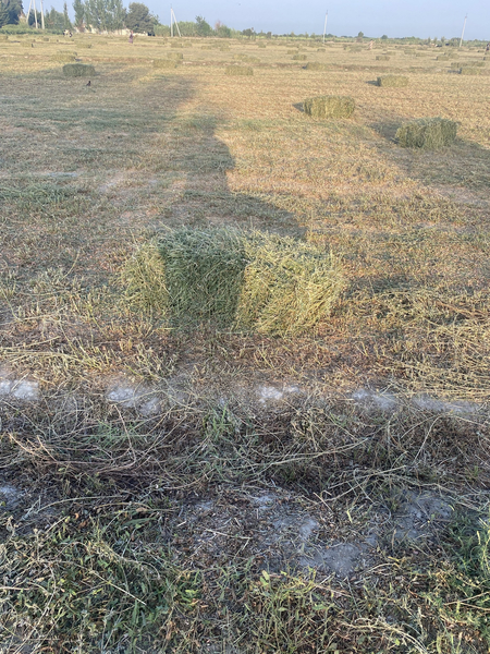 Beda (Беда) sotiladi