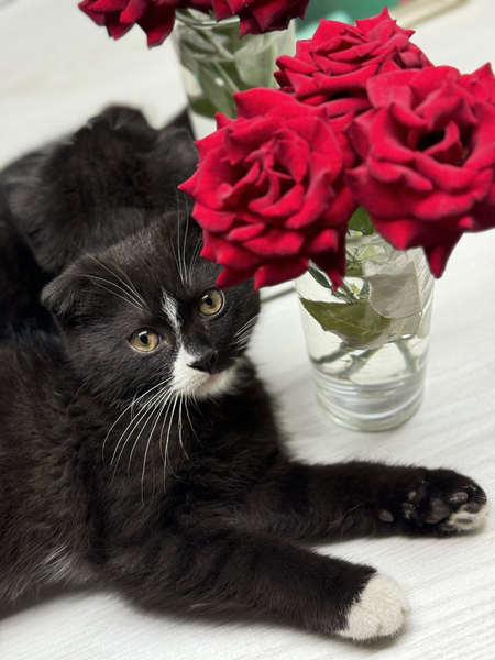 Котёнок Вислоуха