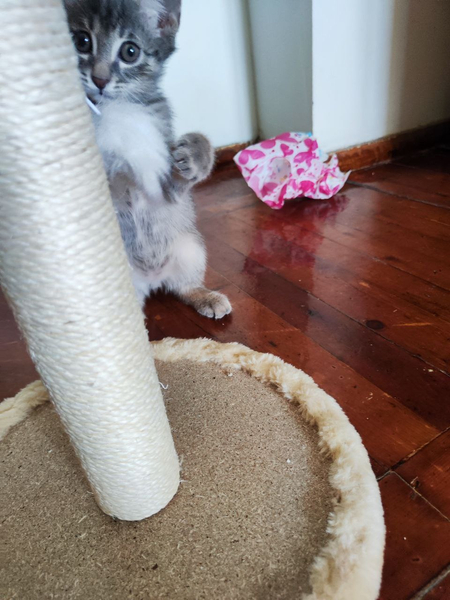 2 месячный котенок