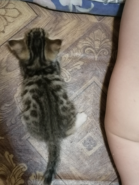Продам котёнка помесь с бенгальский кошкой