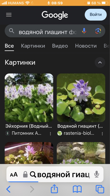 Продам Эйхорнию