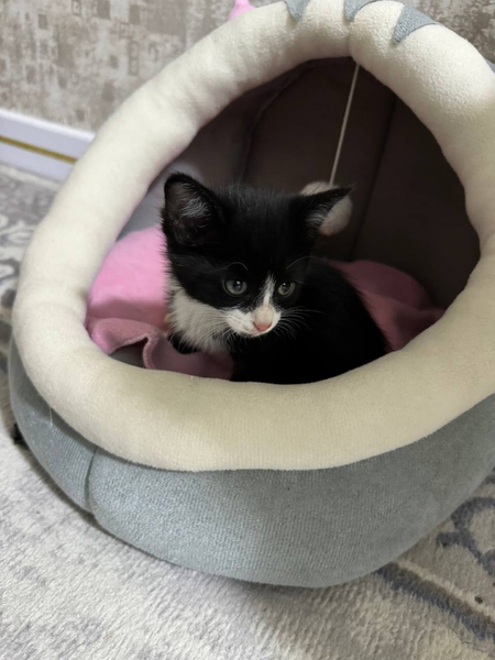 Котенок, в хорошие руки отдам