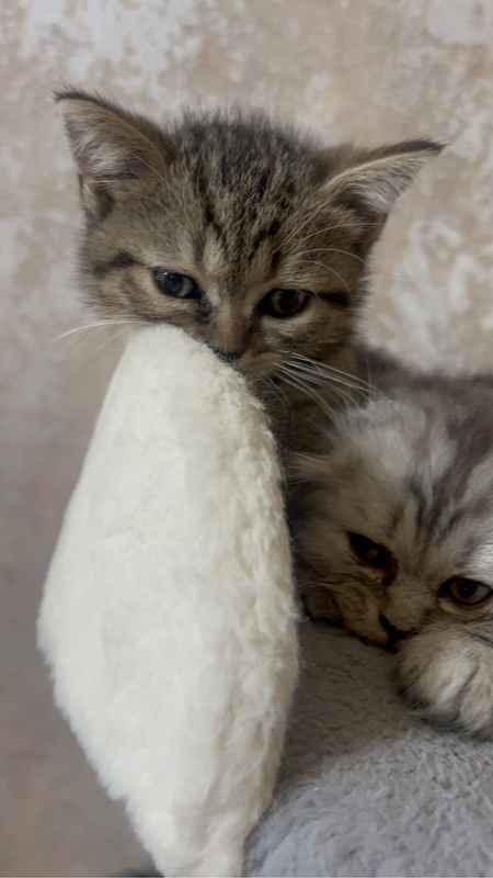 Подою котят страйк и фолд
