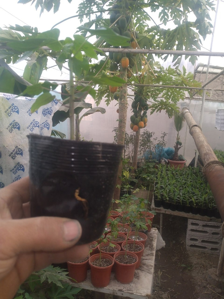 Banan ko'chatlar sotiladi
