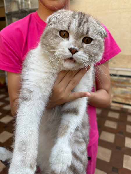 Scottish fold otasi: Scotish Strayt