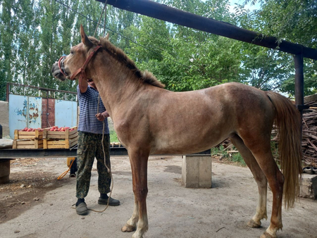 От сотилади дончак