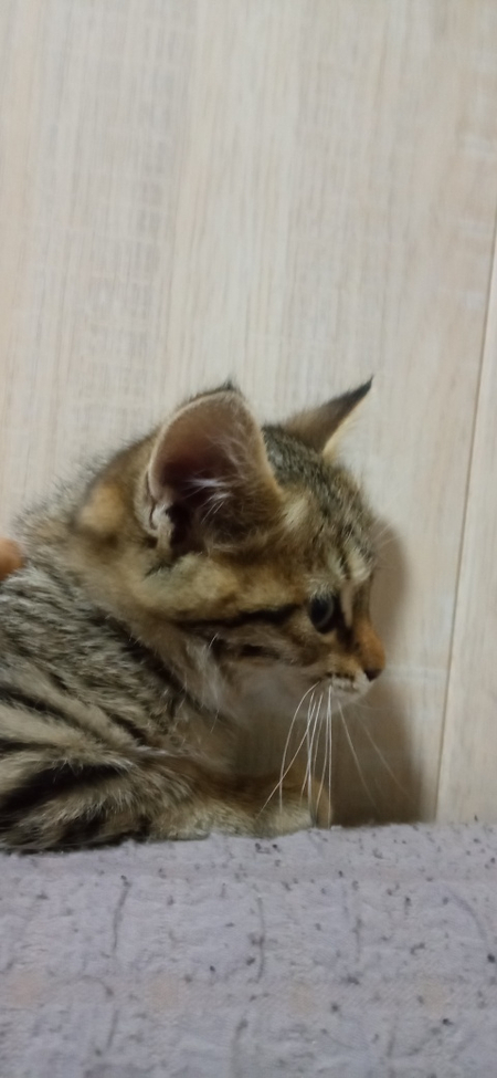 Продаётся котята  страйты