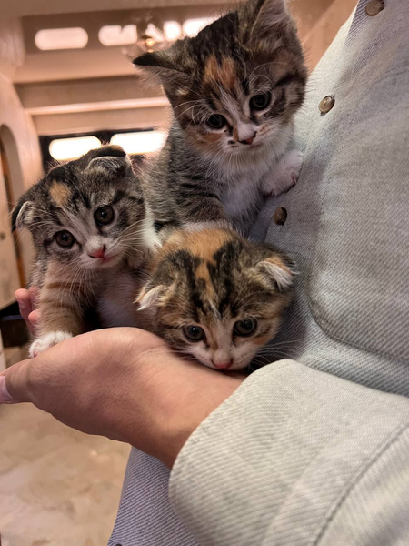 Котята/ мушукчалар