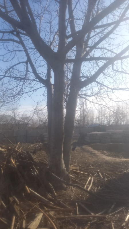Yangoq daraxti  sotiladi
