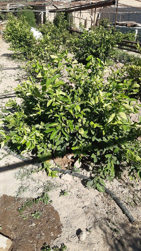 Limon kochat sotilad