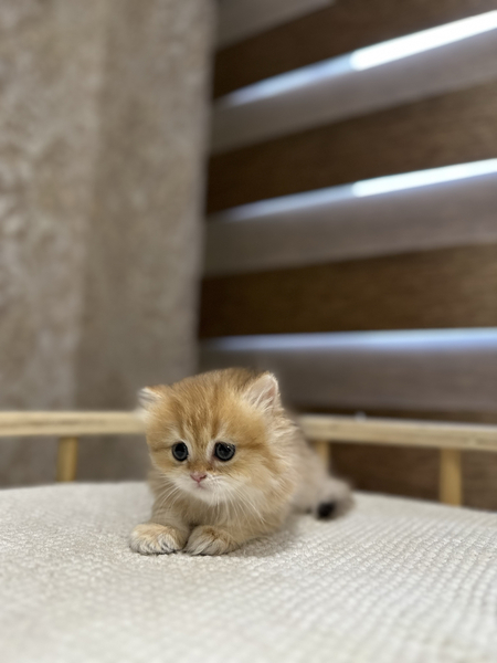 Британский котята золотый шиншилый