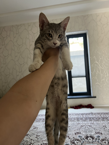Бесплатно