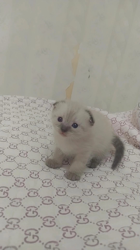 Продается котёнок