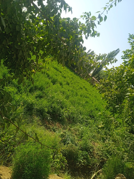 Tomorqa sotiladi