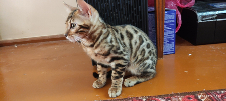 Бенгальский котик, 3 мес. Продам или обменяю