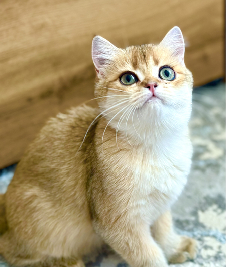 Британская золотая шиншилла