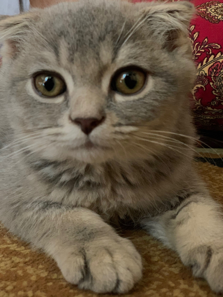 Скотиш Фолд Чистокровный котенок красивый и редкий окрас