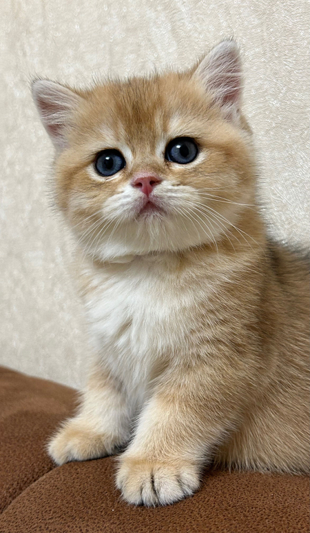 Продаю породистого котенка