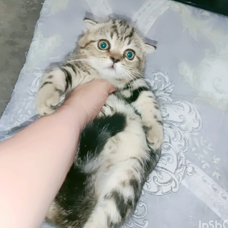 Продаются котята скоттиш страйты