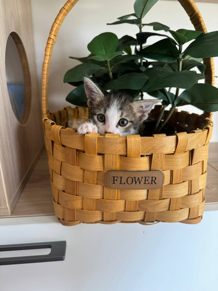 Котёнок маленький,  возраст 1,5 месяца