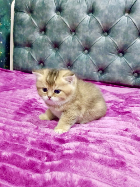 Британская короткошерстная !