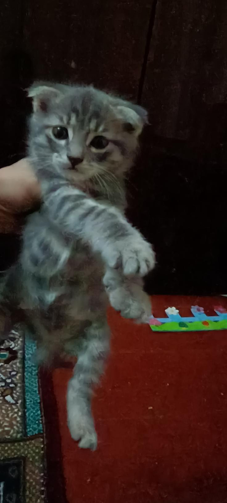 Продам котят шкотиш фолд