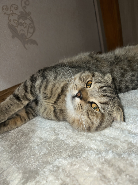 Кот скотиш фолд Феликс