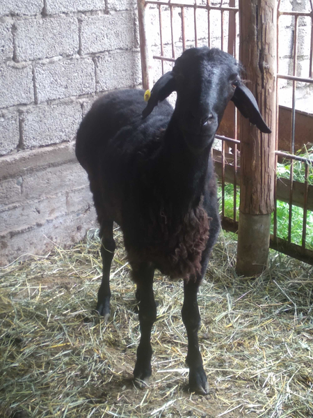 Qochqorlar toza semiz