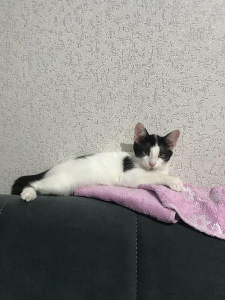 Отдам котенка в добрые и ответсвенные руки!!!