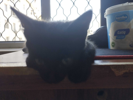 Отдам котика 2 месяца