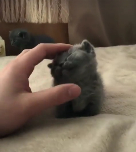 Шотландские котята продажа