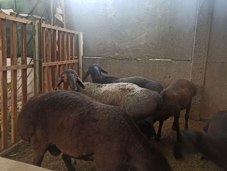Qurbonlikka. Qochqorla bor