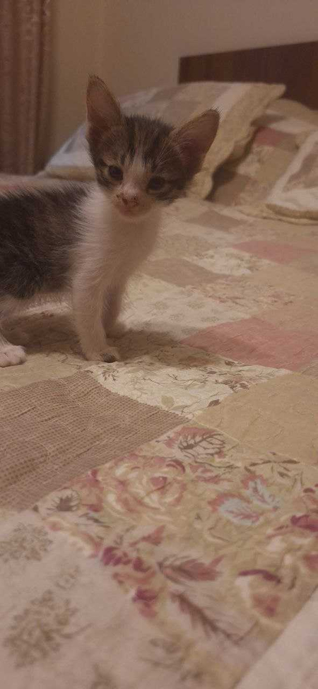 Котята домашние - бесплатно