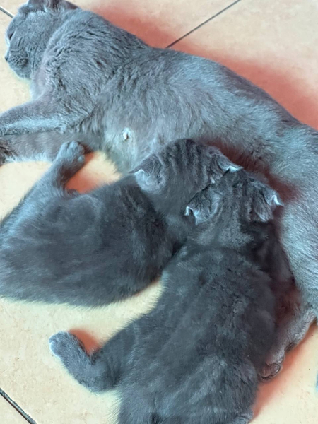 Скоттиш фолд
